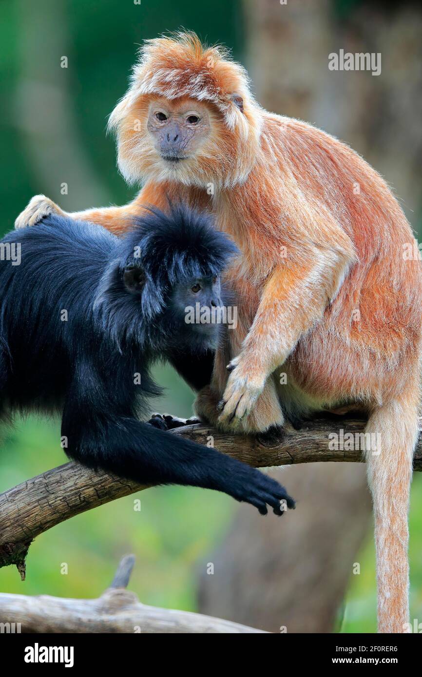 Javan lutung (Trachypithecus auratus), adult, two animals, social ...