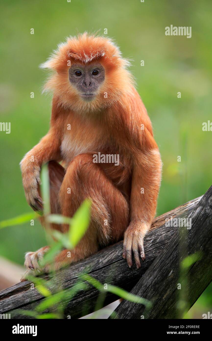 Javan lutung (Trachypithecus auratus), orange morph, juvenile, sitting ...