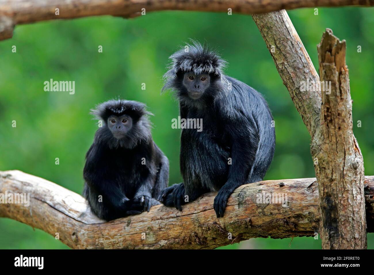 Javan lutung (Trachypithecus auratus), adult, two animals, on tree ...