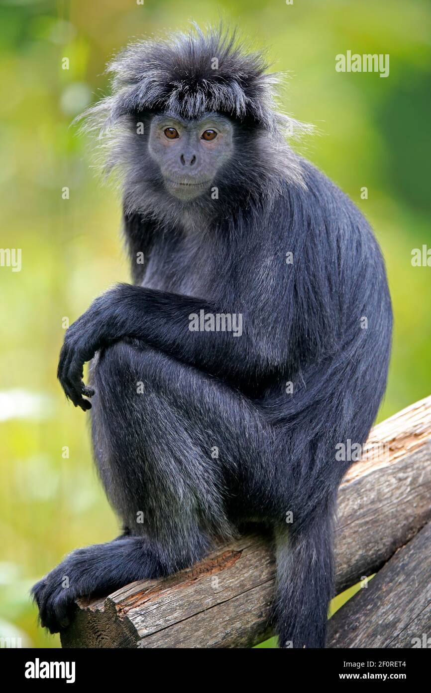 Javan lutung (Trachypithecus auratus), adult, sitting on tree, alert ...