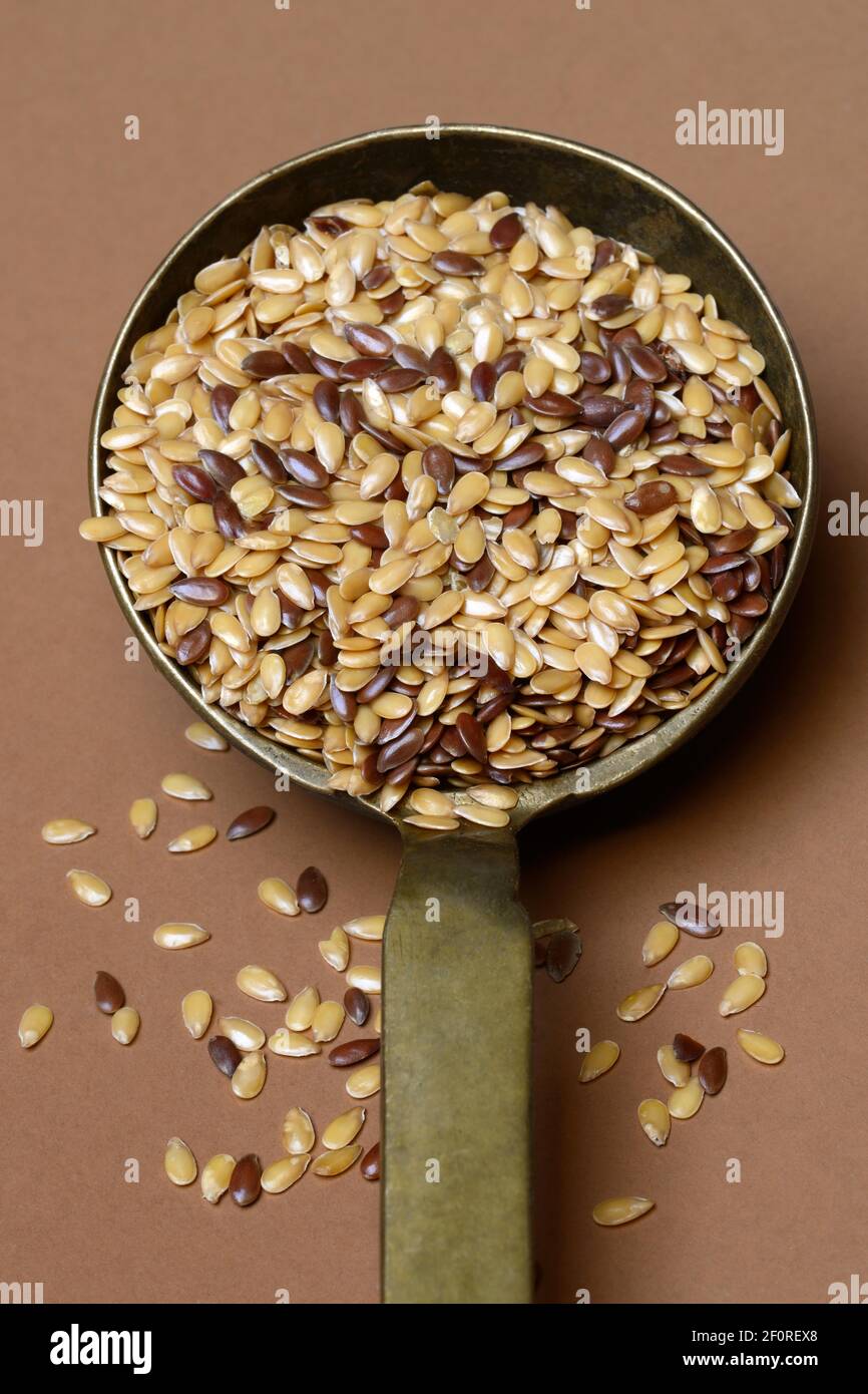 Yellow and brown linseed in trowel (Linum usitatissimum), Germany Stock ...