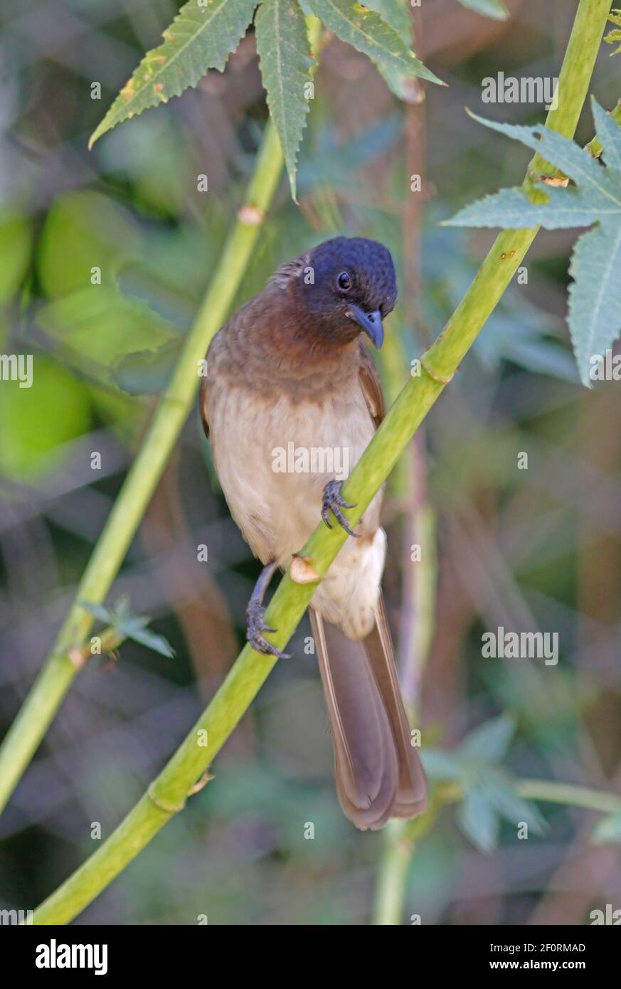 Common Bulbul (Pycnonotus tricolor) adult perched on low stem Ethiopia ...