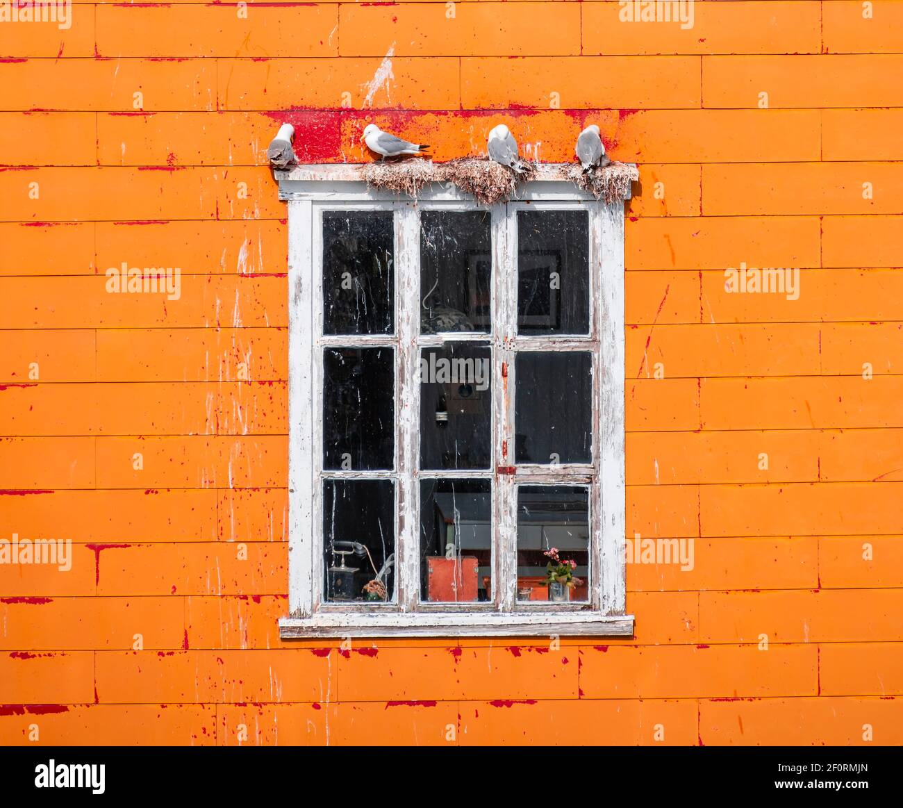 Nesting gulls on white window frame, orange house wall, Lofoten, Norway ...