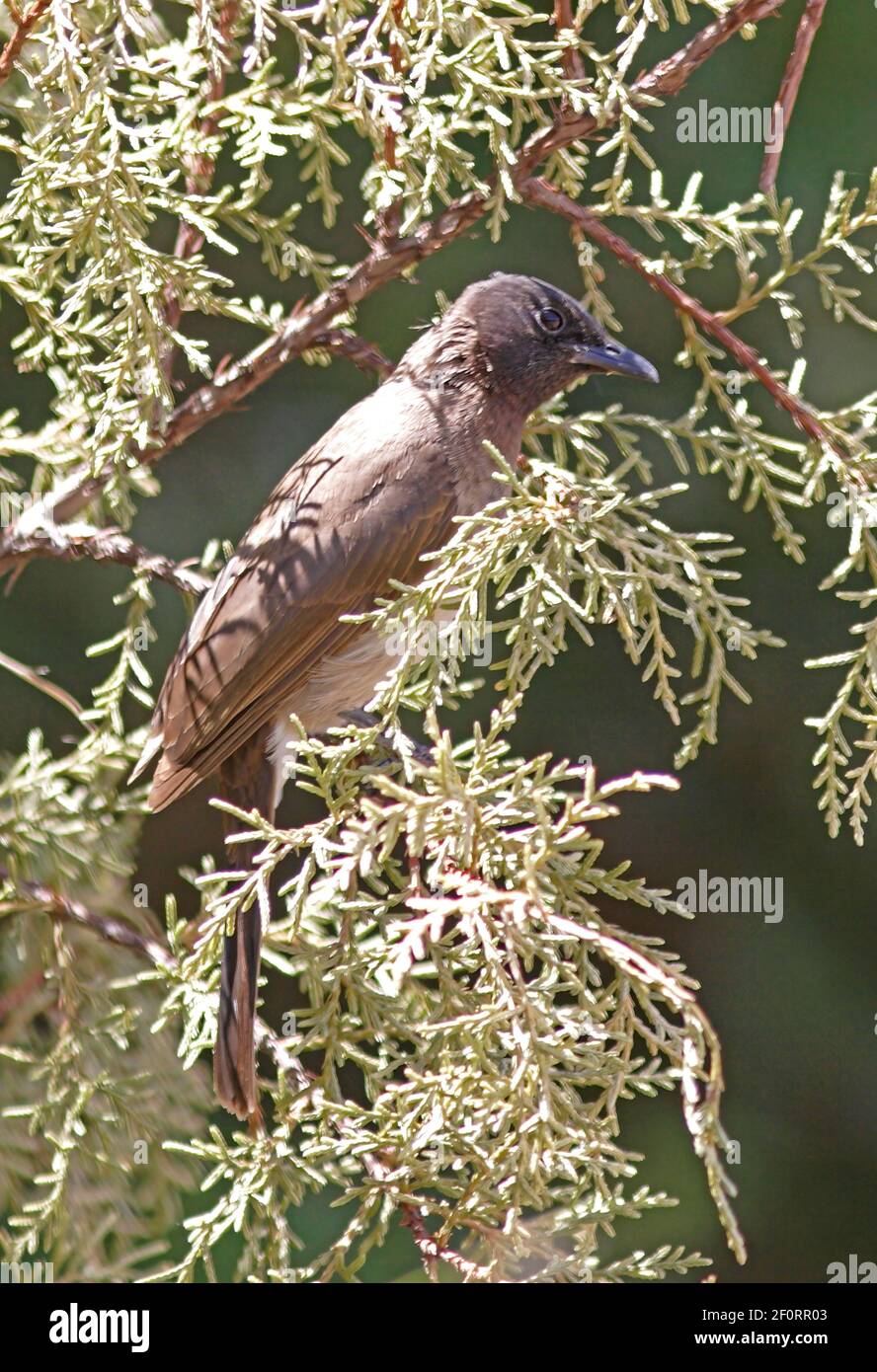 Common Bulbul (Pycnonotus tricolor) adult perched in bush Ethiopia ...
