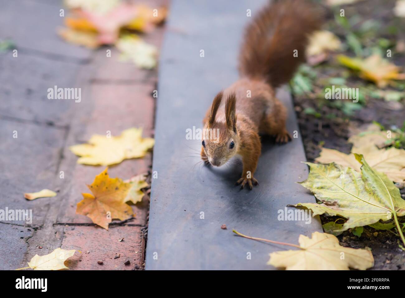 Squirrel autumn tree hi-res stock photography and images - Alamy