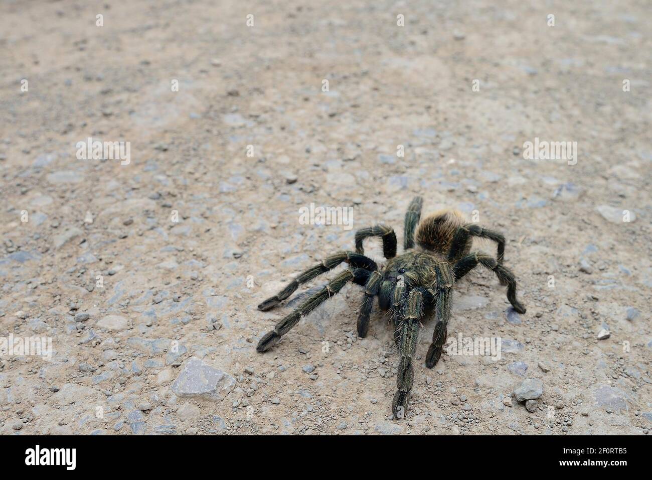 Tarantula (Theraphosidae) sitting on gravel road, Kuelap, Luya Province ...