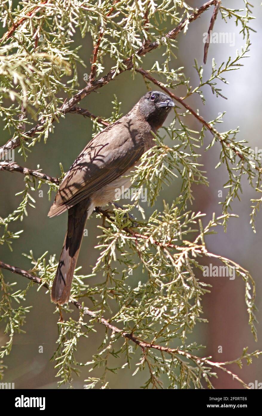 Common Bulbul (Pycnonotus tricolor) adult perched in bush Ethiopia ...