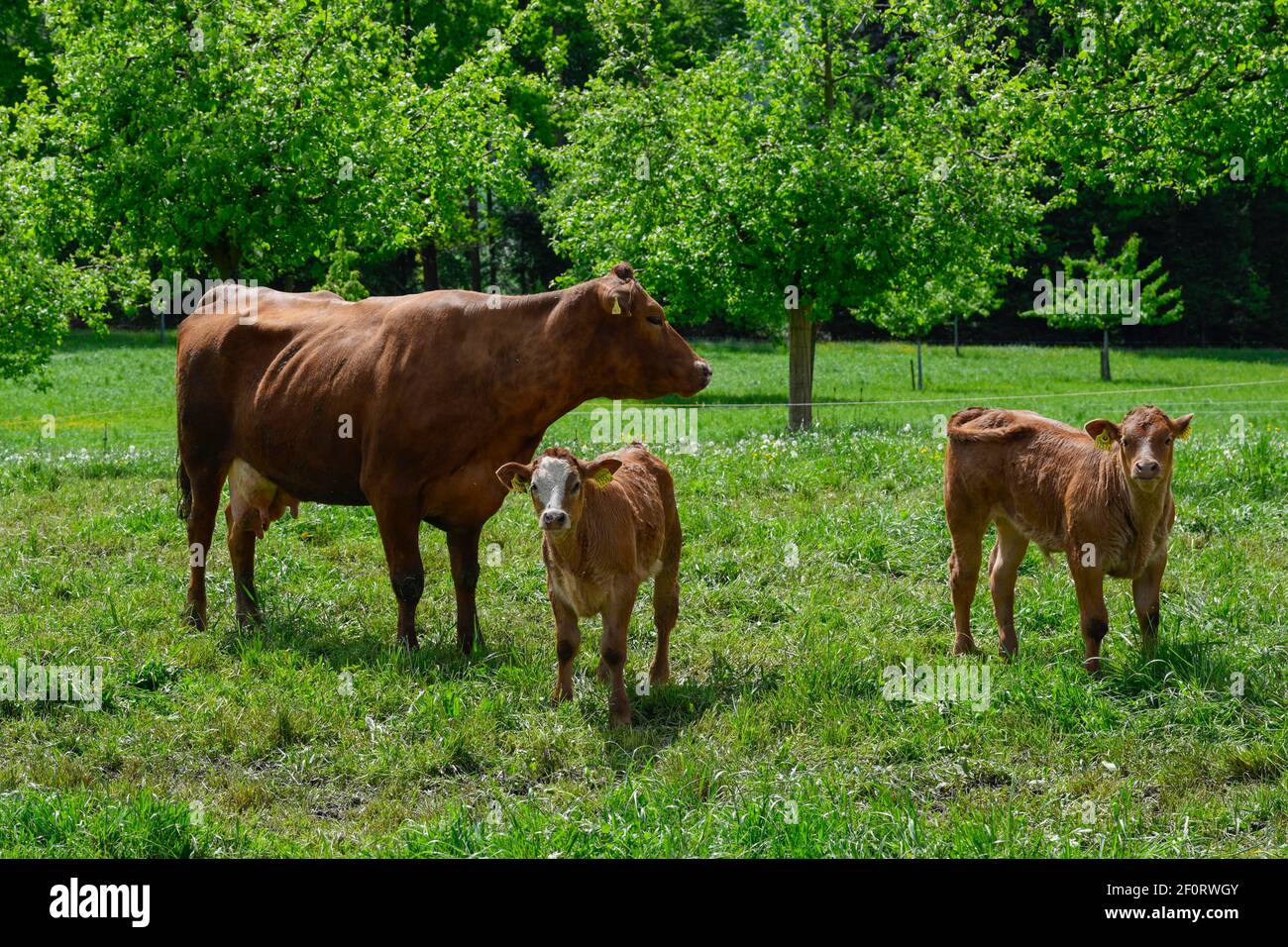 Dairy cow and calves Red spot x Limousin Stock Photo - Alamy