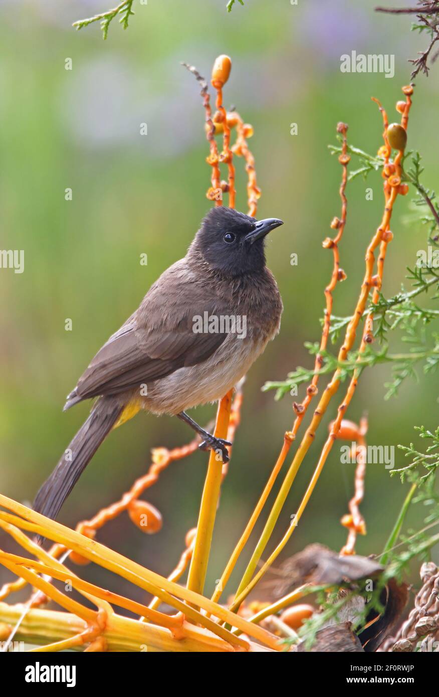 Common bulbul pycnonotus tricolor hi-res stock photography and images ...