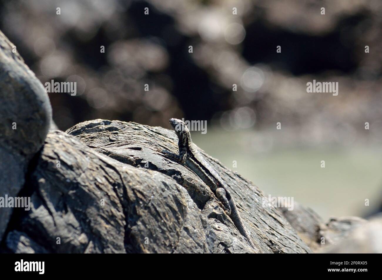 Atacama desert lizard hi-res stock photography and images - Alamy