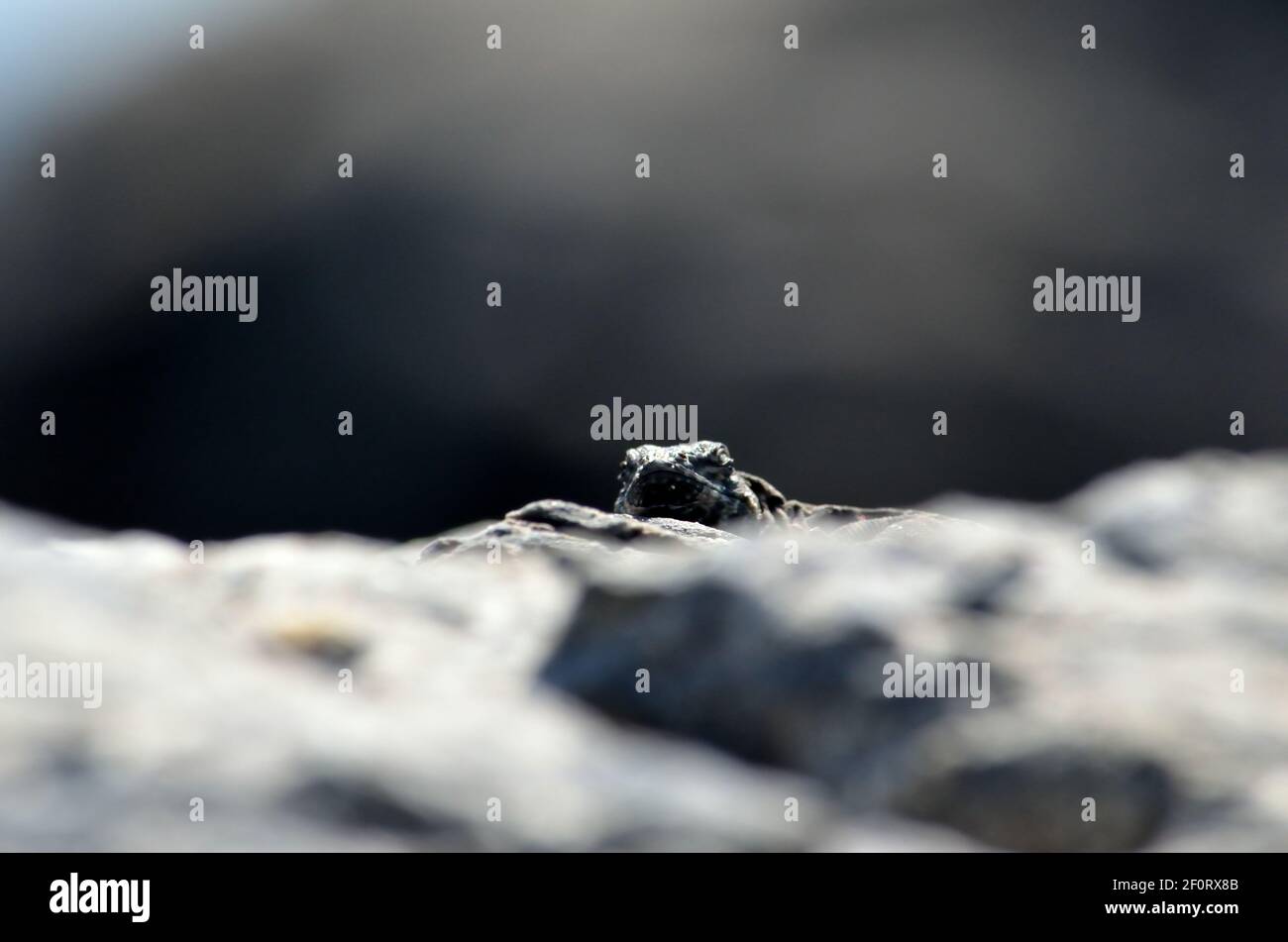 Atacama desert lizard hi-res stock photography and images - Alamy
