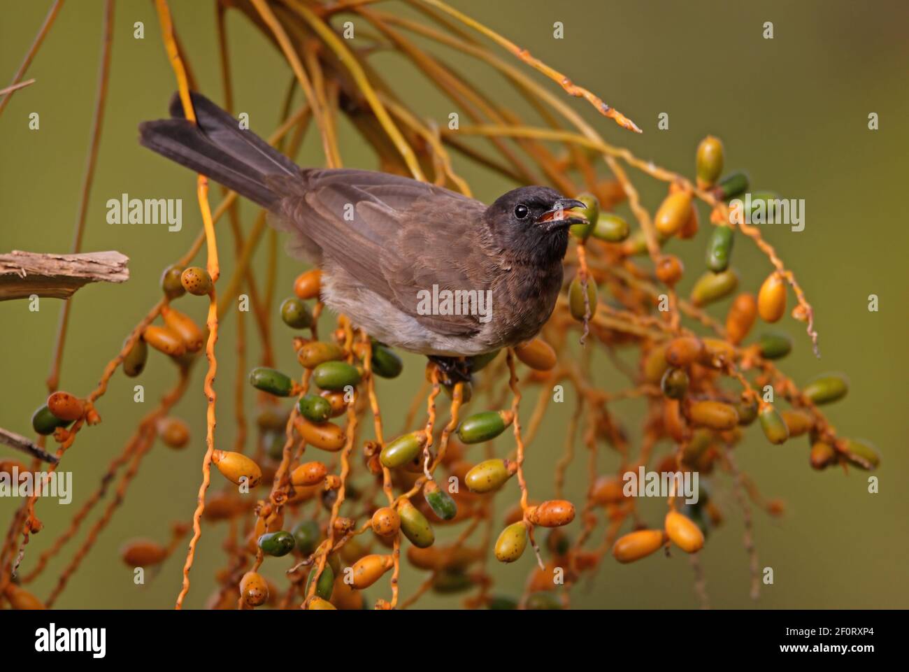 Common Bulbul (Pycnonotus tricolor) adult feeding on fruiting palm Bale ...
