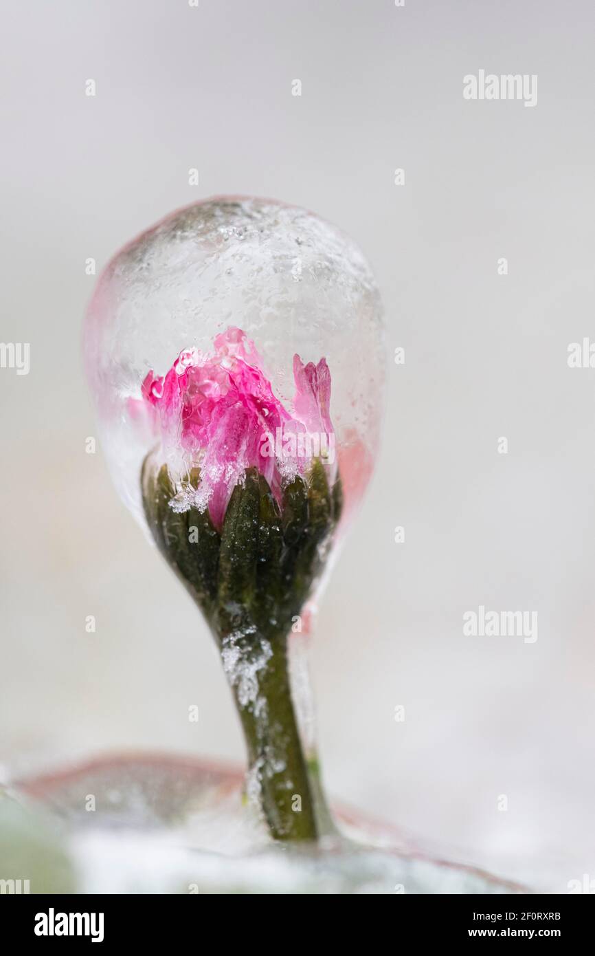 Daisy enclosed by ice after freezing rain, Austria Stock Photo - Alamy