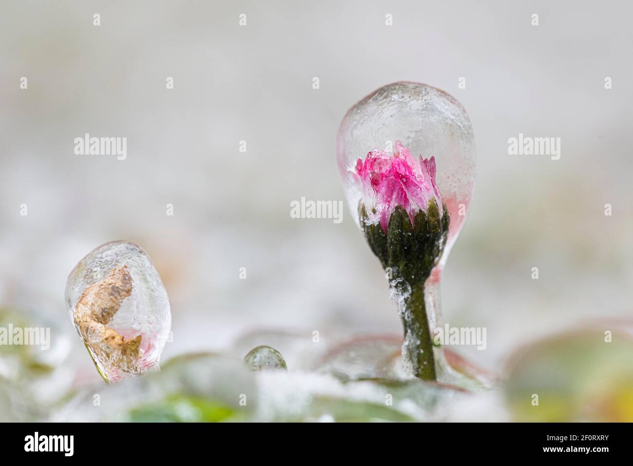 Daisy enclosed by ice after freezing rain, Austria Stock Photo - Alamy