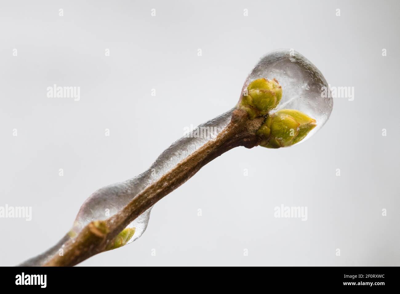 Branch enclosed by ice with new buds, freezing rain, Austria Stock ...