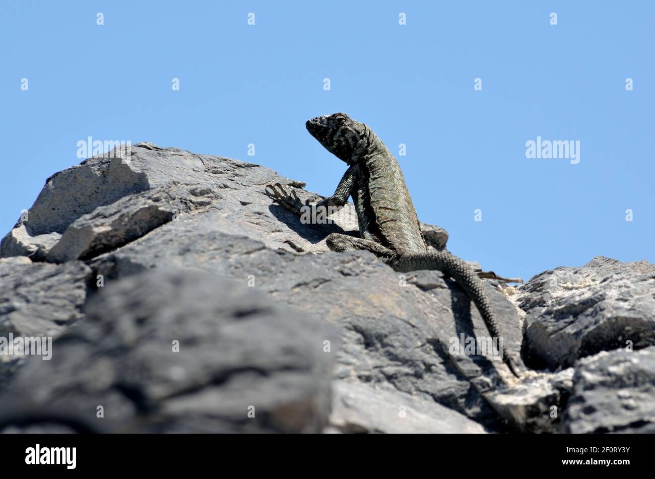 Atacama desert lizard hi-res stock photography and images - Alamy