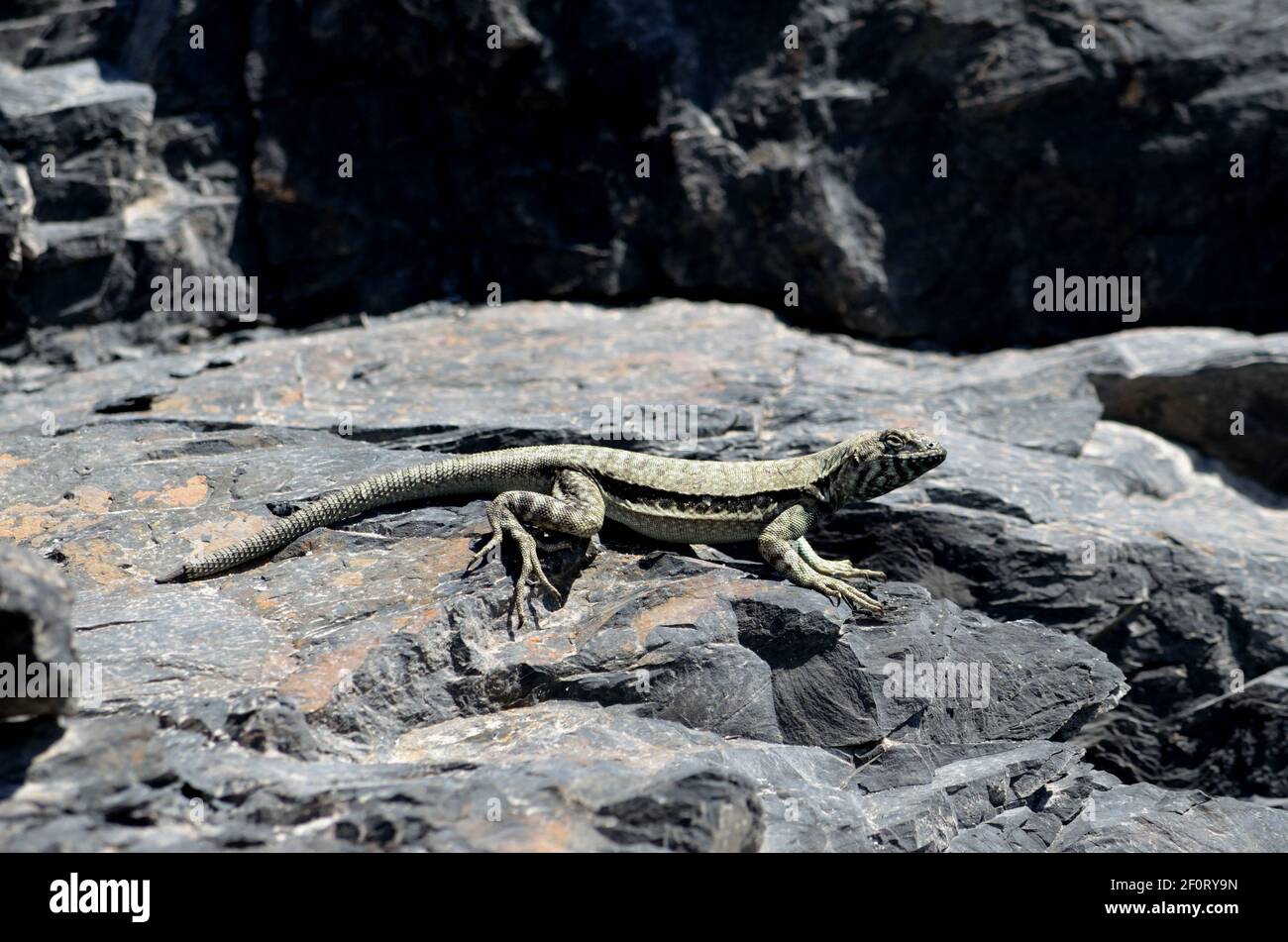 Atacama desert lizard hi-res stock photography and images - Alamy