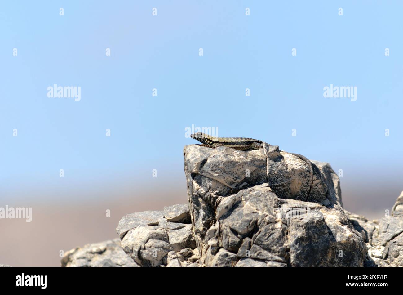 Atacama desert lizard hi-res stock photography and images - Alamy