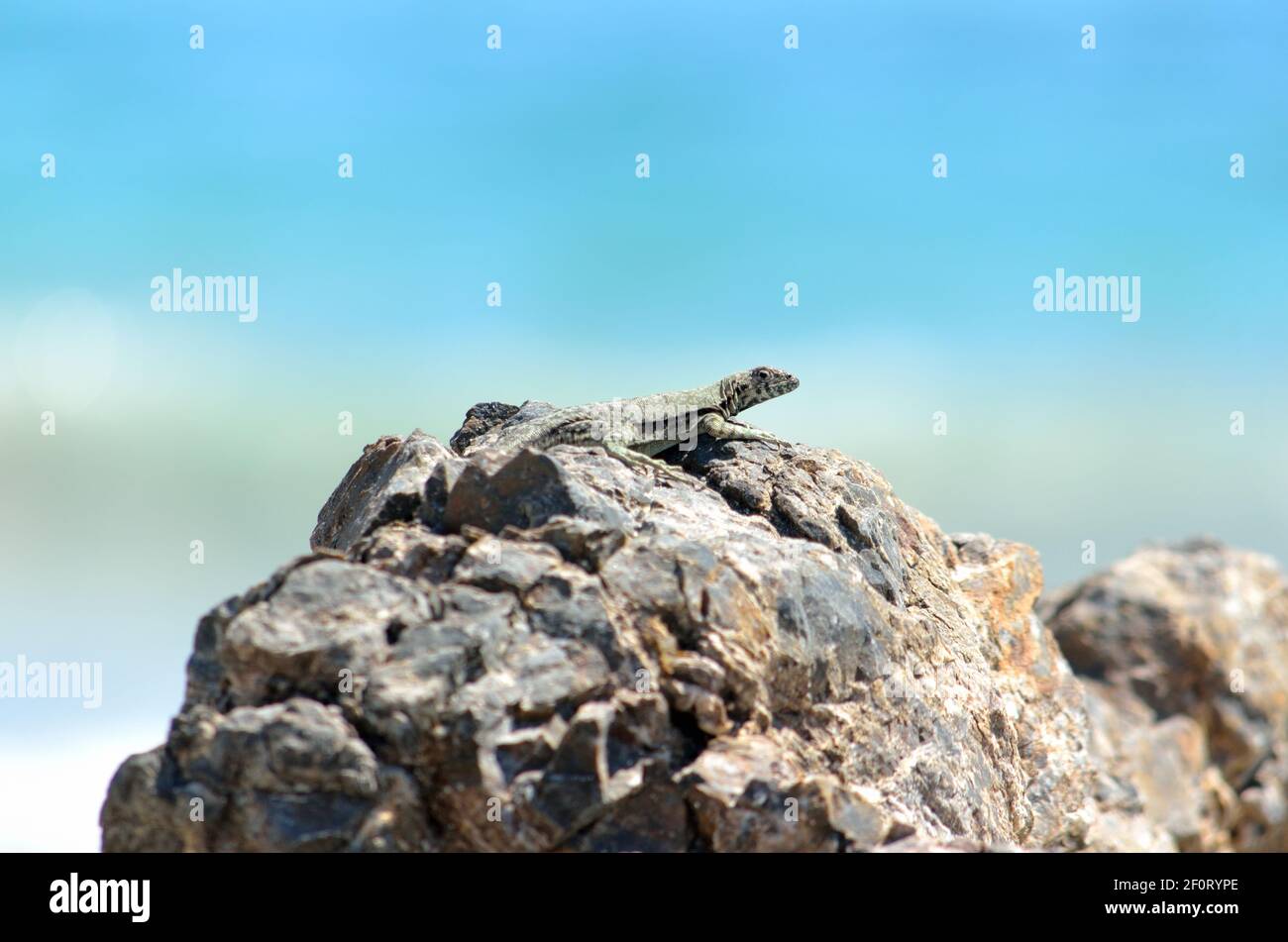 Atacama Desert Lizard High Resolution Stock Photography and Images - Alamy