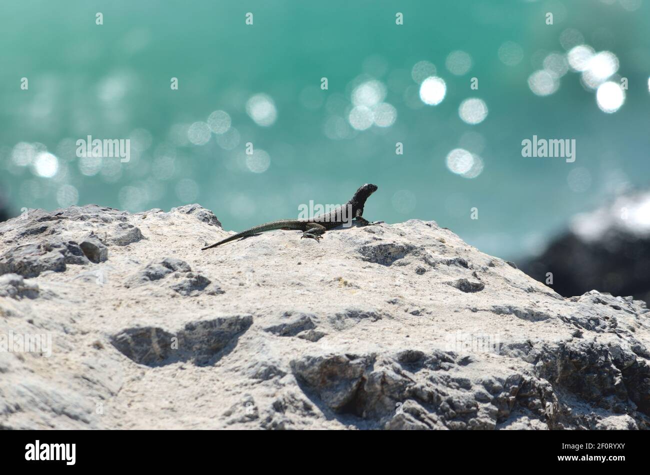 Atacama desert lizard hi-res stock photography and images - Alamy