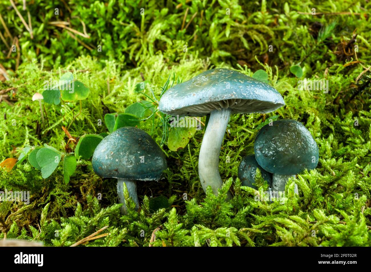 Verdigris agaric (Stropharia aeruginosa), edible, Mecklenburg ...