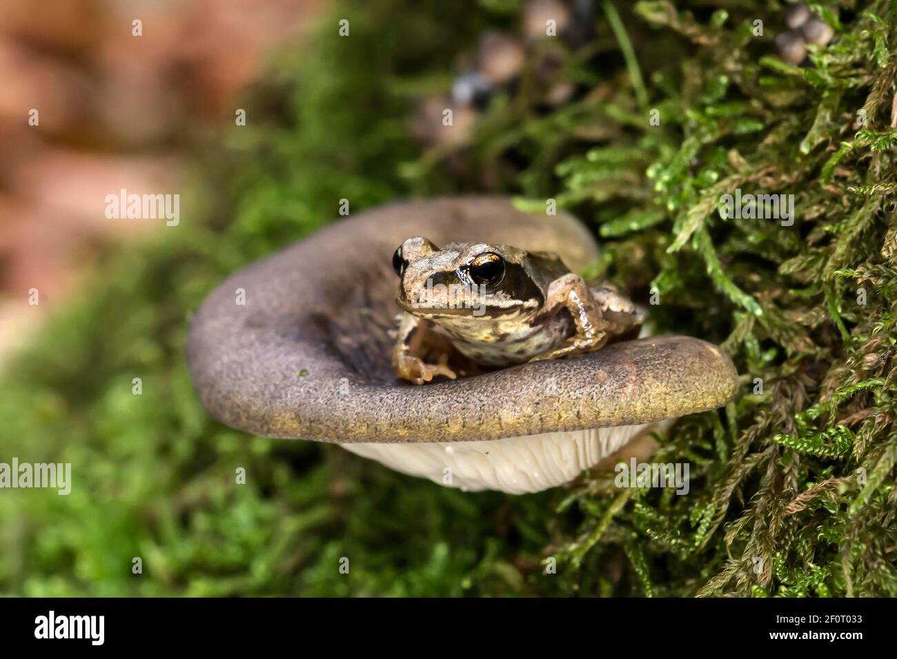 Late oyster (Panellus serotinus), Common Frog (Rana temporaria ...