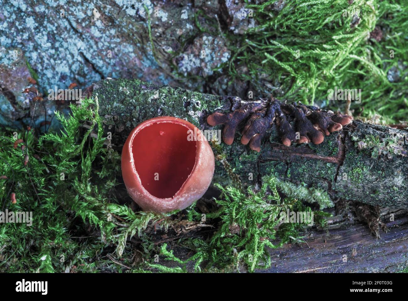 Hypocreopsis lichenoides hi-res stock photography and images - Alamy