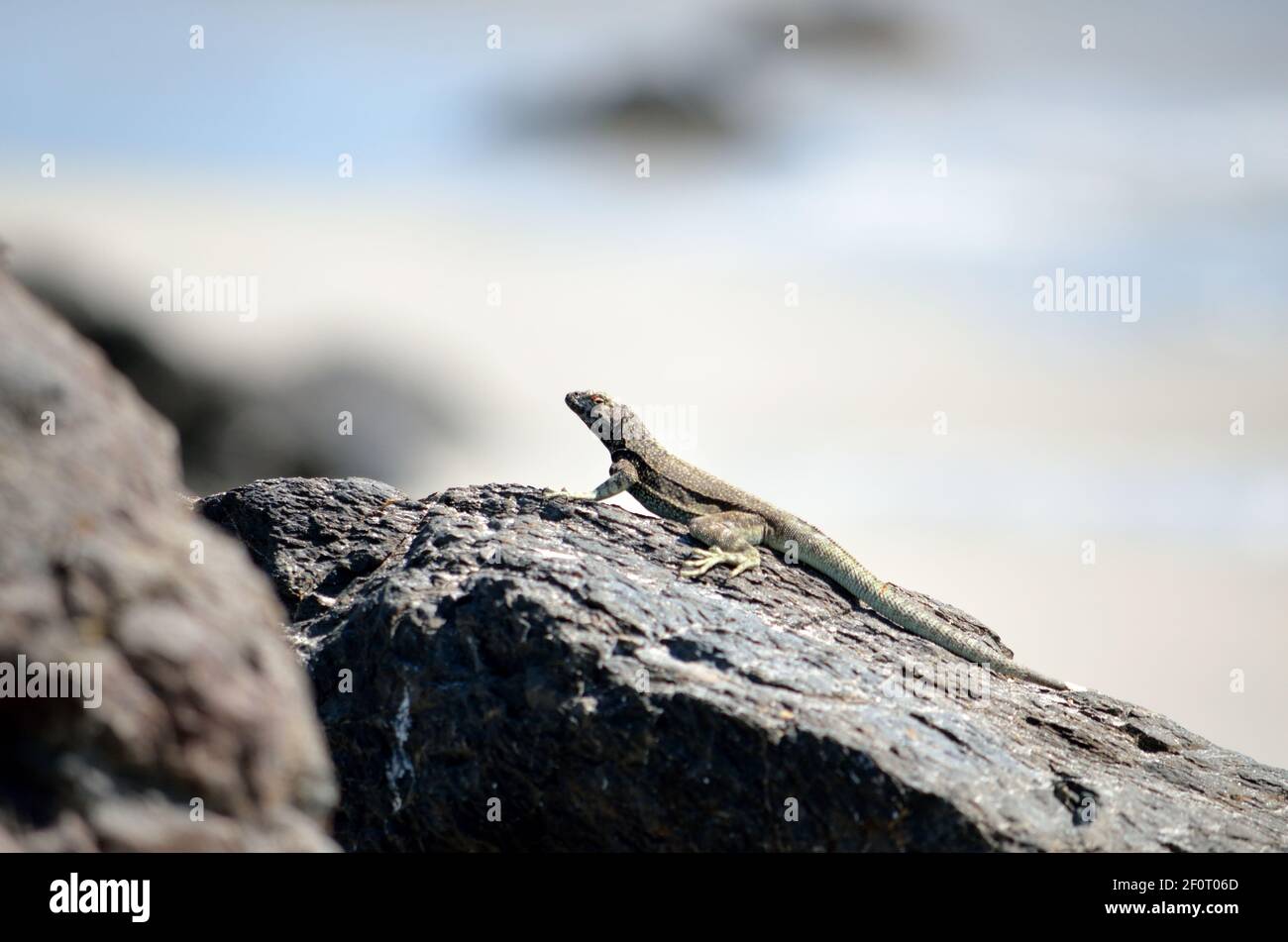 Atacama desert lizard hi-res stock photography and images - Alamy