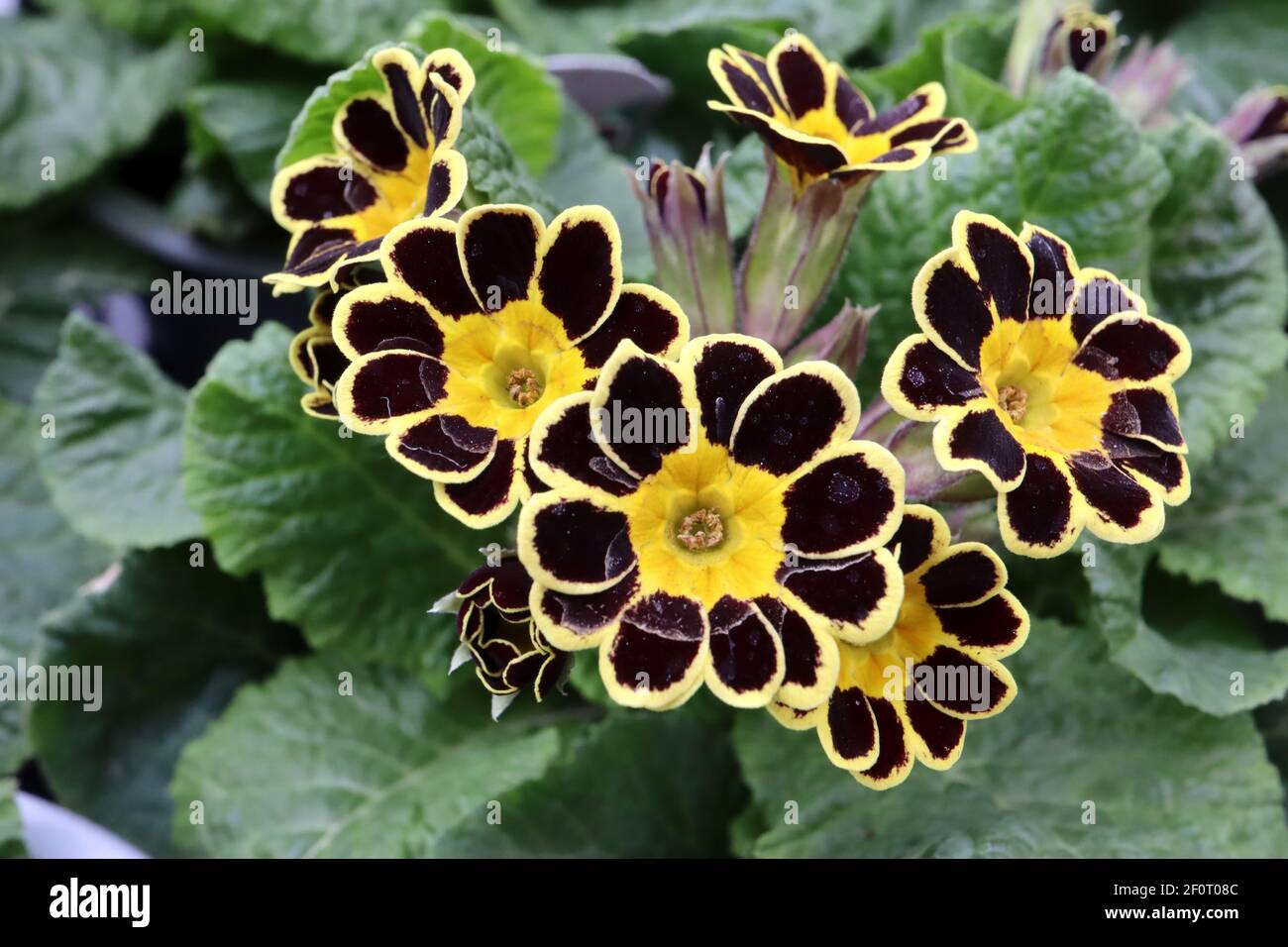 Primula polyanthus ‘Gold Lace Black’ Primrose Victoriana Gold Lace ...