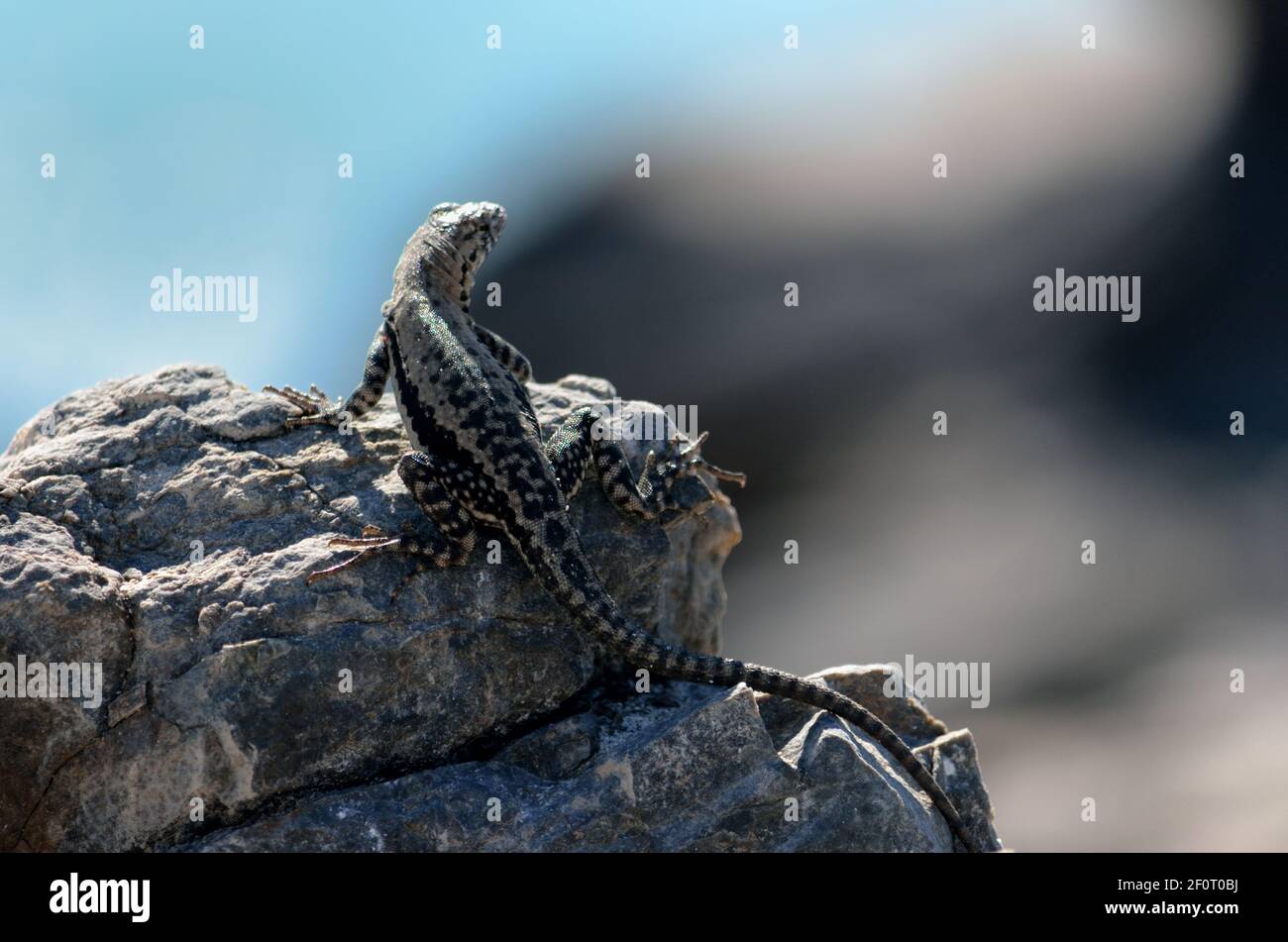 Atacama desert lizard hi-res stock photography and images - Alamy