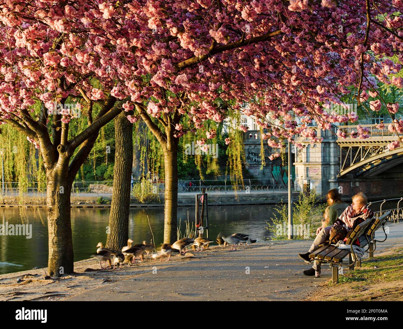 Spring blossom in the outer alster lake in hamburg hi-res stock ...
