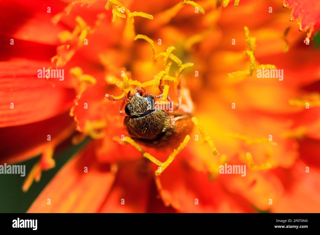 Pollen beetle hi-res stock photography and images - Alamy