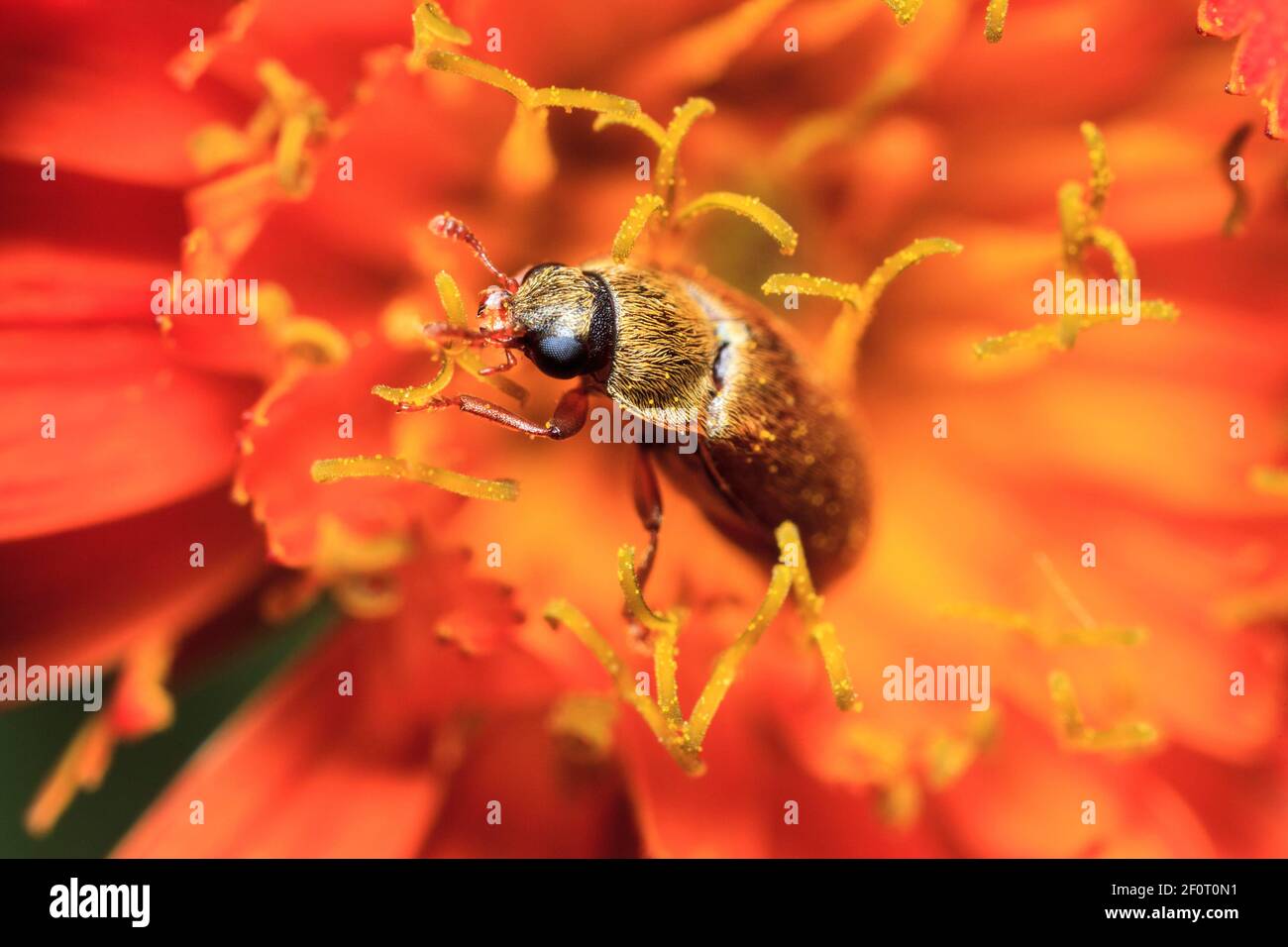 Pollen beetle (Meligethes aeneus Stock Photo - Alamy
