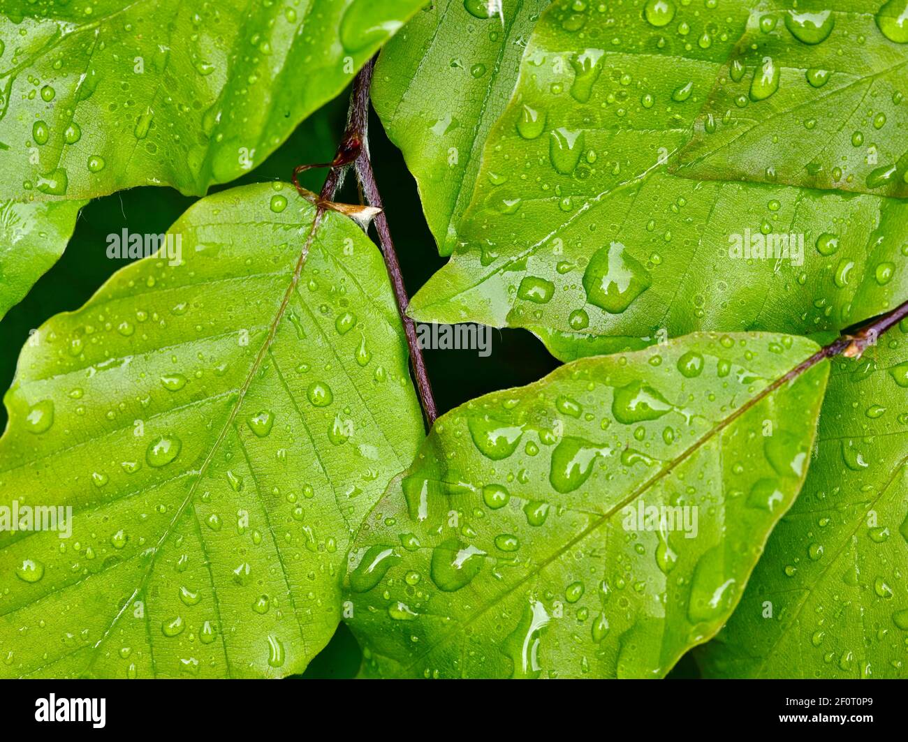 Green wet tree leaves, Germany Stock Photo - Alamy