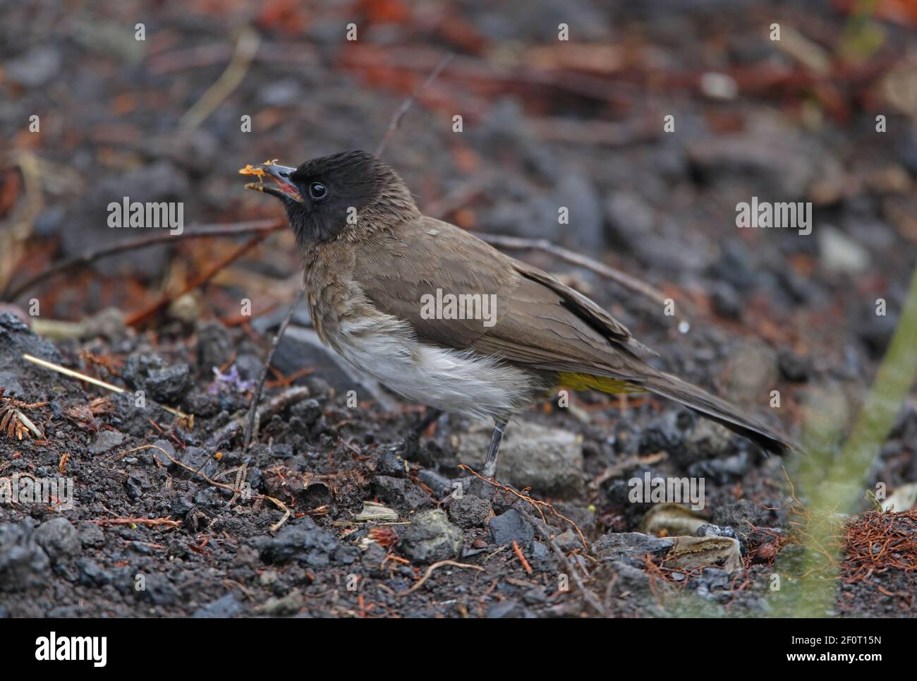 Common Bulbul (Pycnonotus tricolor) adult feeding on fallen fruit on ...