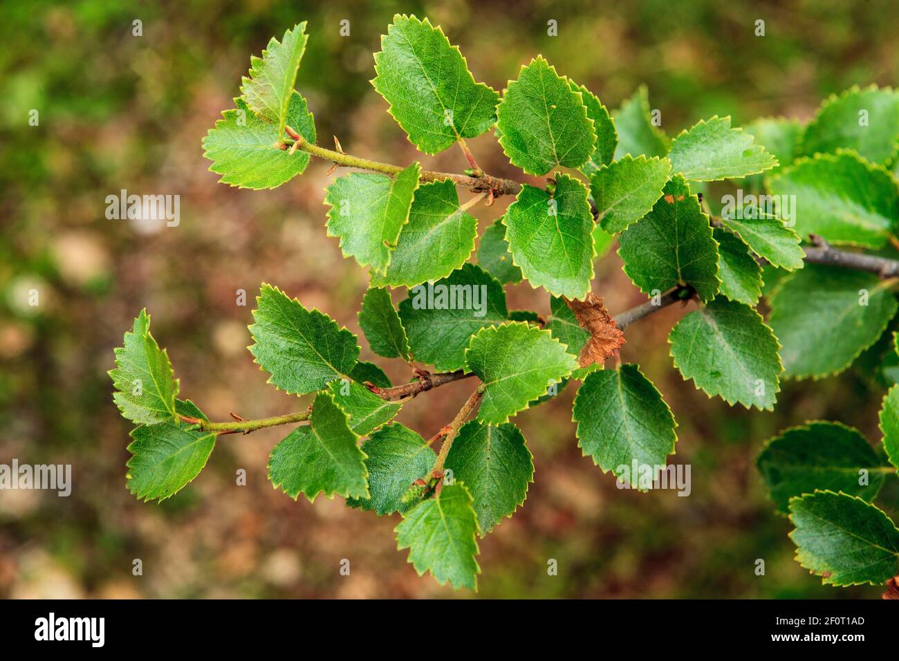 Dwarf birch, Arctic birch (Betula nana), Iceland Stock Photo - Alamy