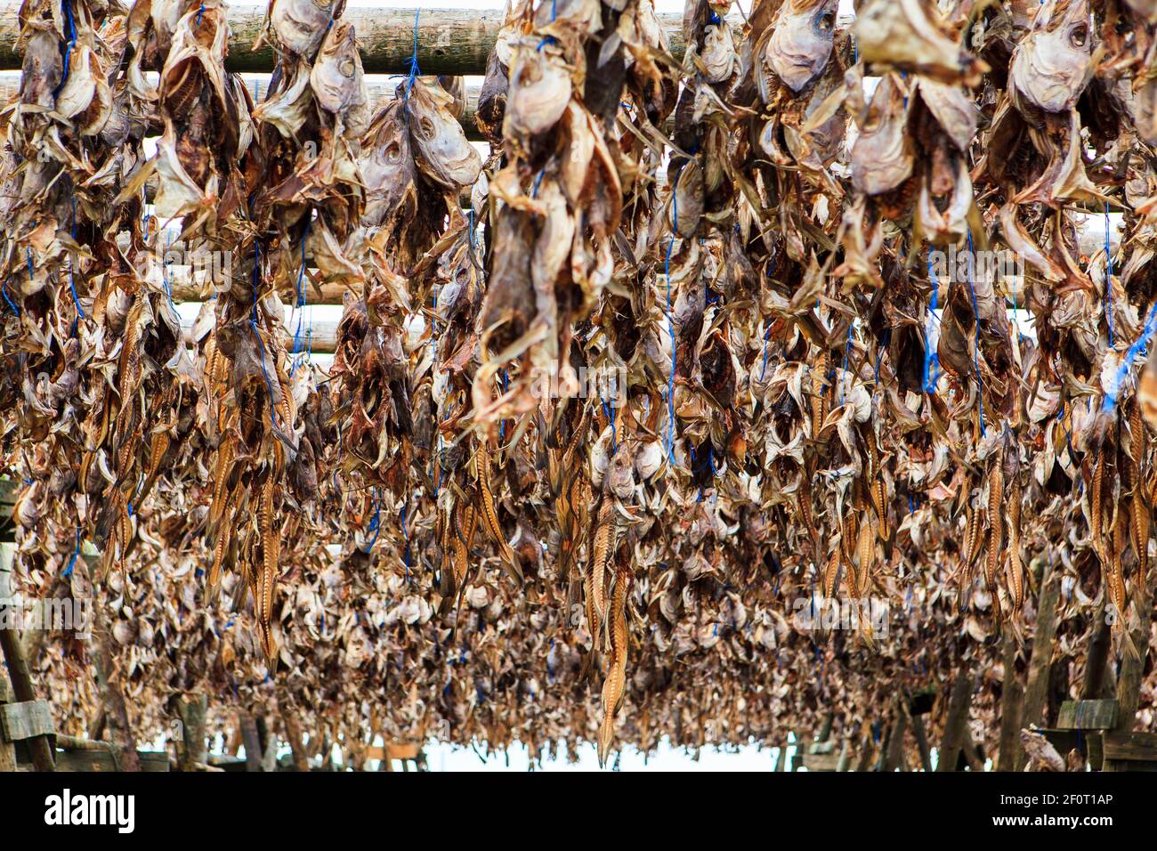 Icelandic dried fish heads hi-res stock photography and images - Alamy