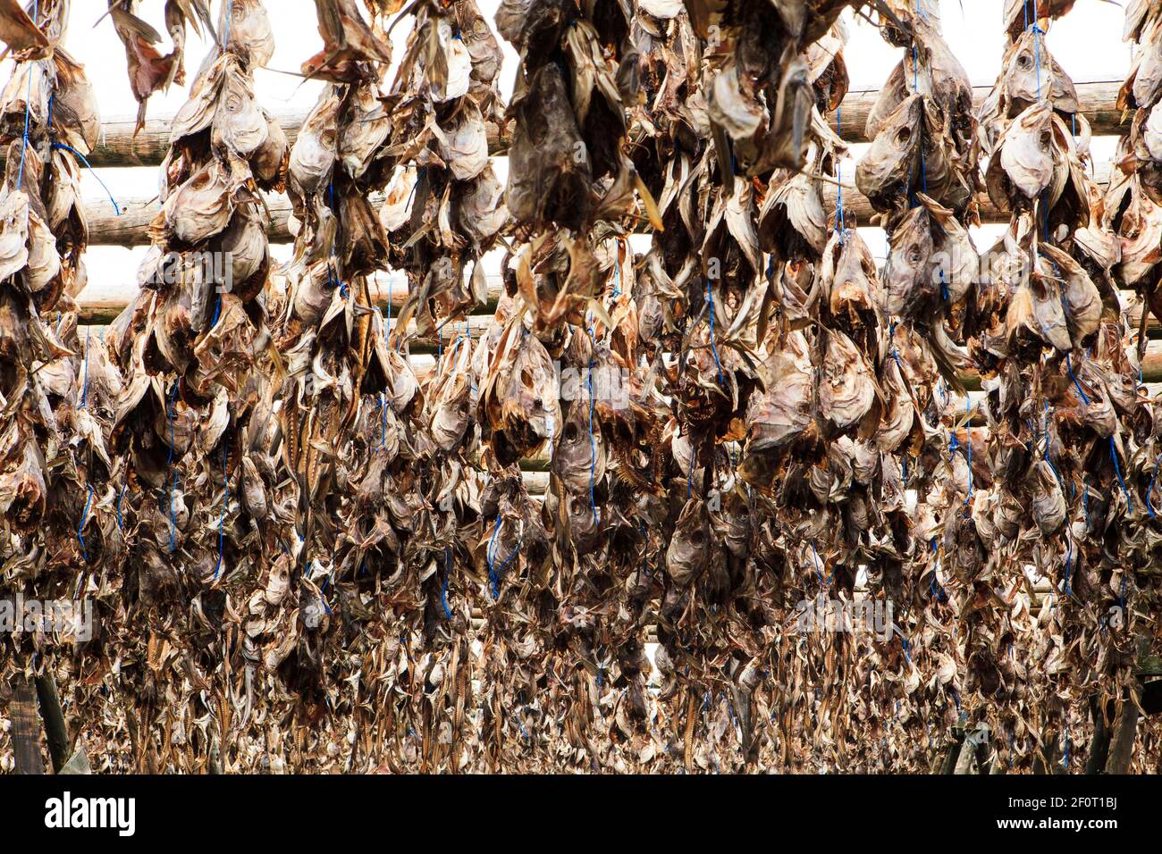 Fish frame hi-res stock photography and images - Alamy