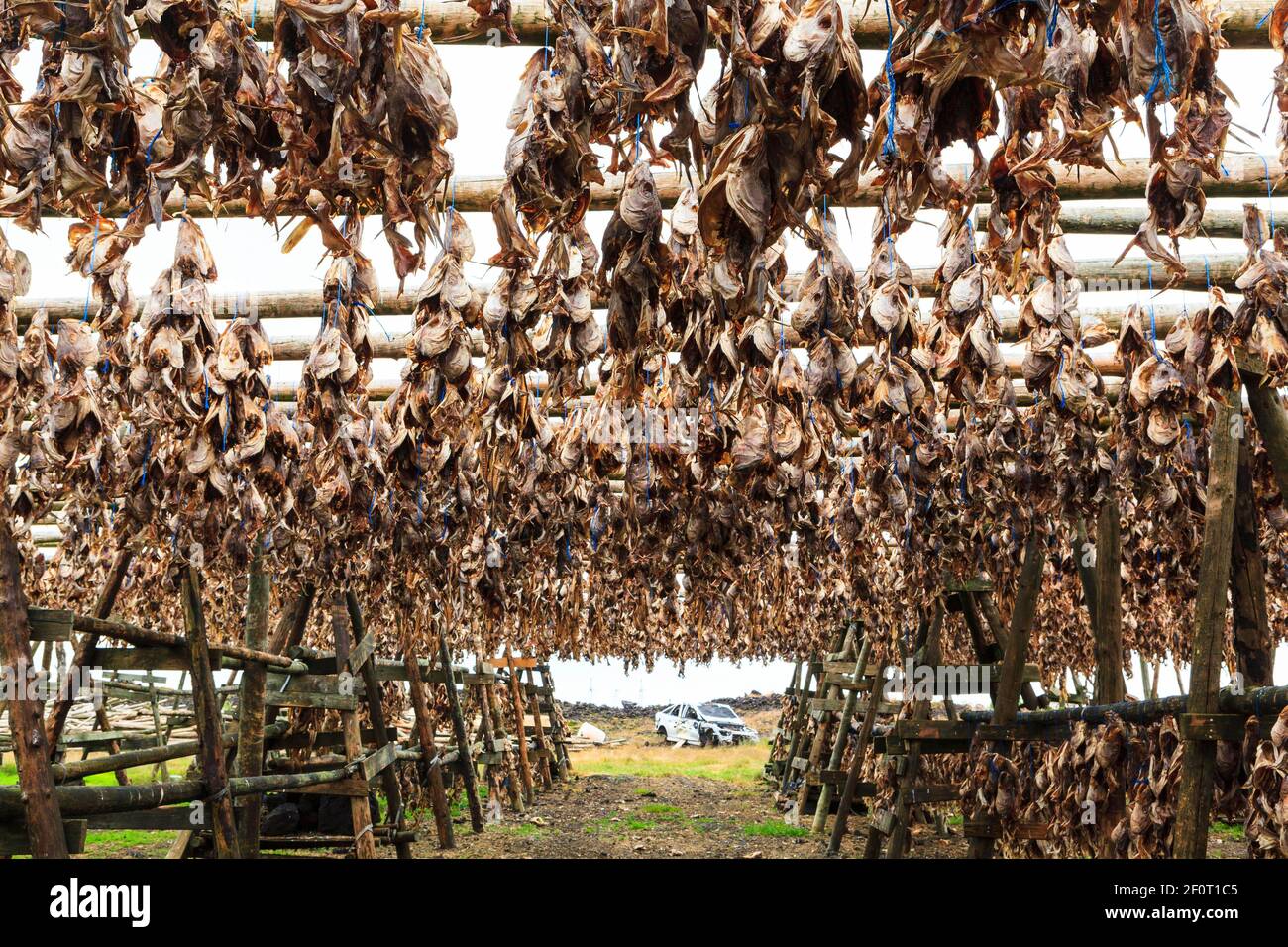 Fish fish heads hi-res stock photography and images - Alamy