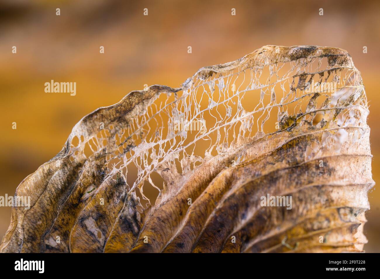 Withered colours hi-res stock photography and images - Alamy