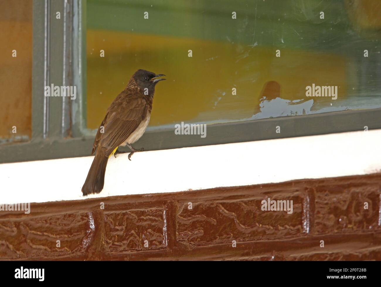 Common Bulbul (Pycnonotus tricolor) adult male displaying to it's ...