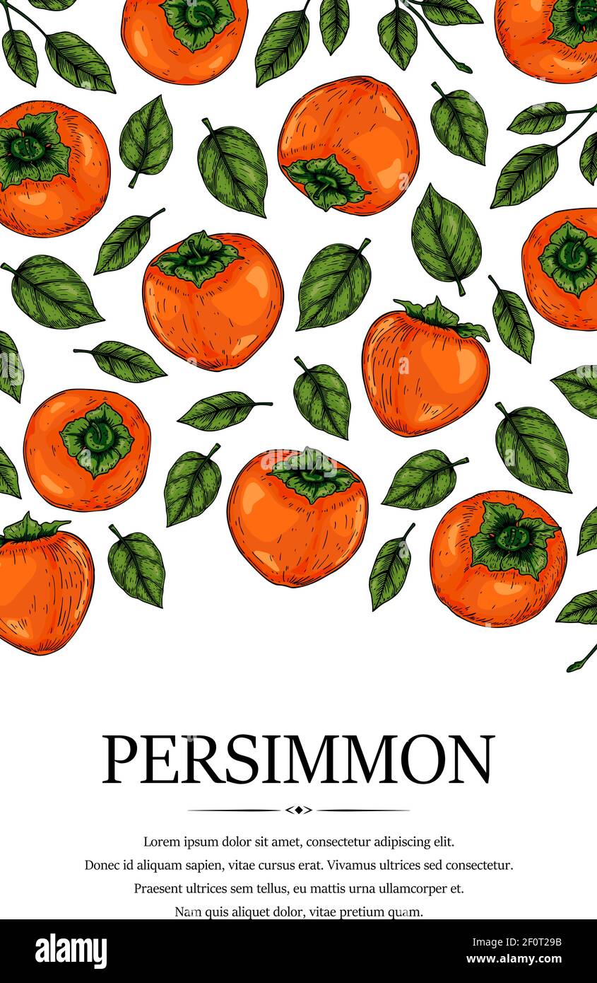 Hand drawn colorful persimmon vertical design. Vector illustration in ...