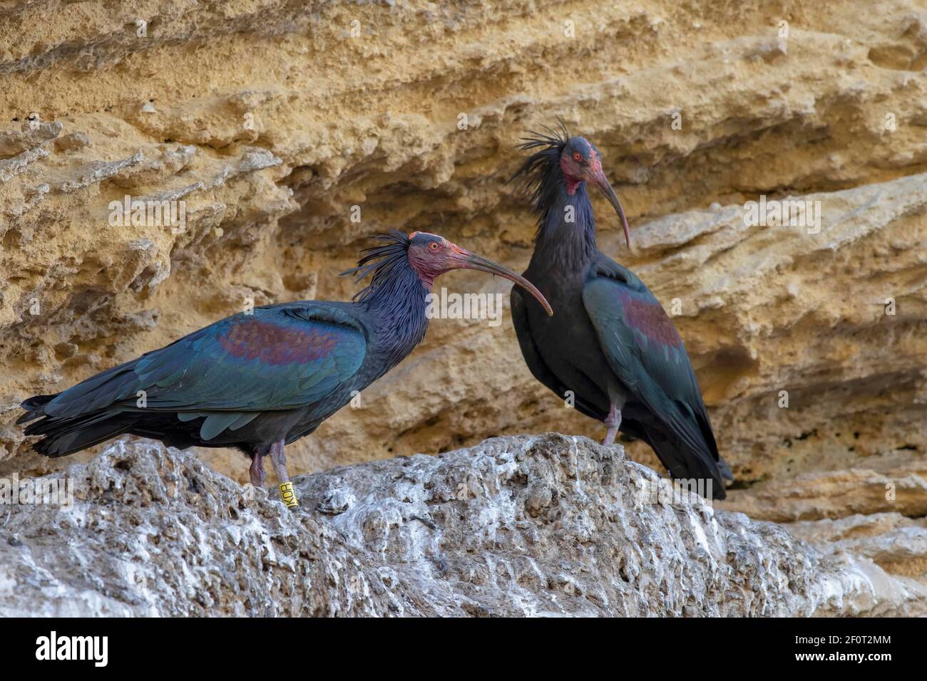 Northern bald ibis spain hi-res stock photography and images - Alamy
