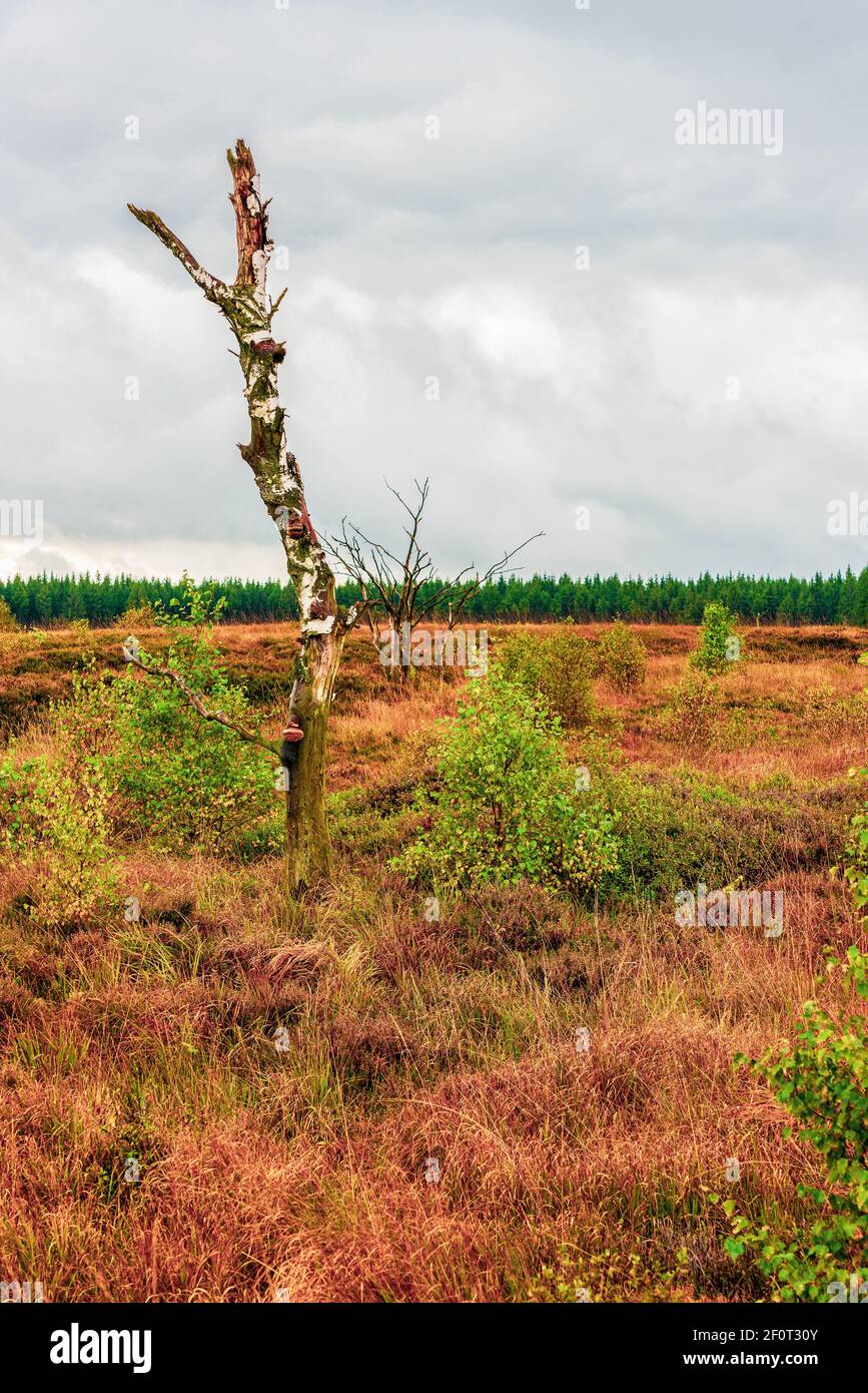Landscape in the High Fens Nature Park in the Eifel, Belgium Stock ...