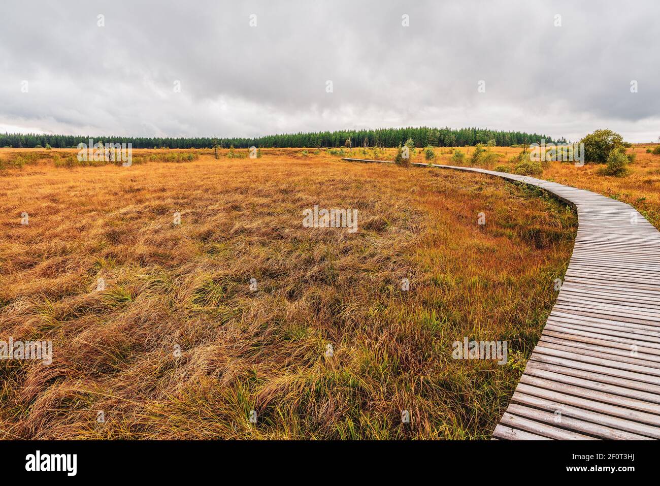 Landscape in the High Fens Nature Park in the Eifel, Belgium Stock ...