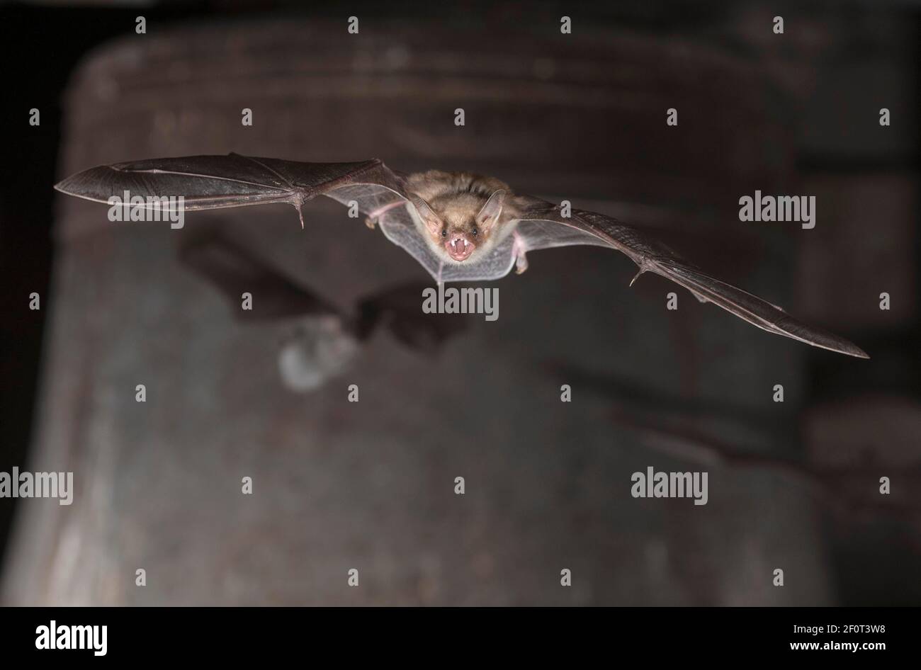 Greater mouse-eared bat (Myotis myotis), flying in front of church bell ...