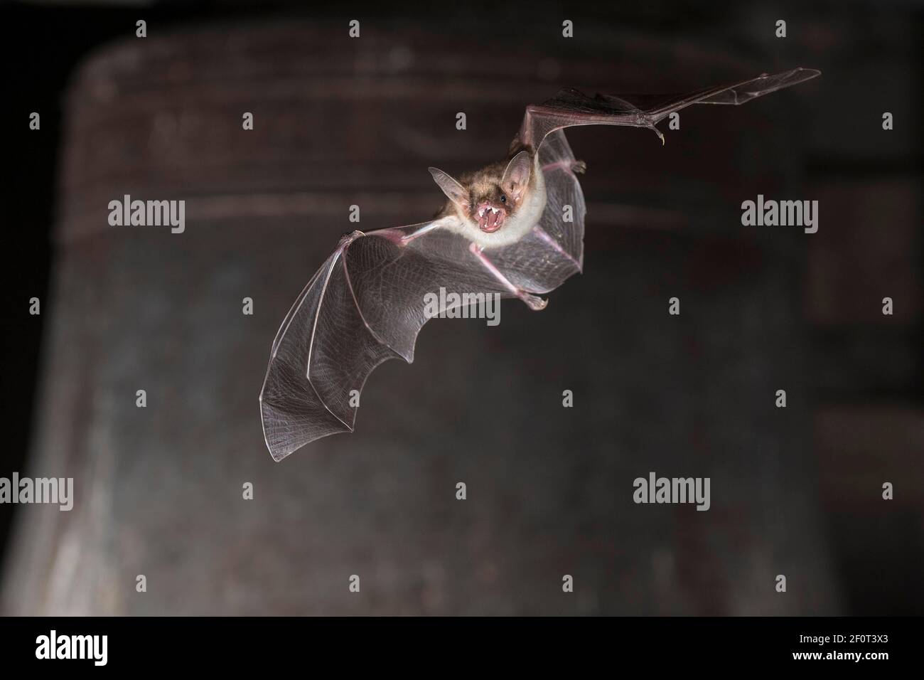 Greater mouse-eared bat (Myotis myotis), flying in front of church bell ...