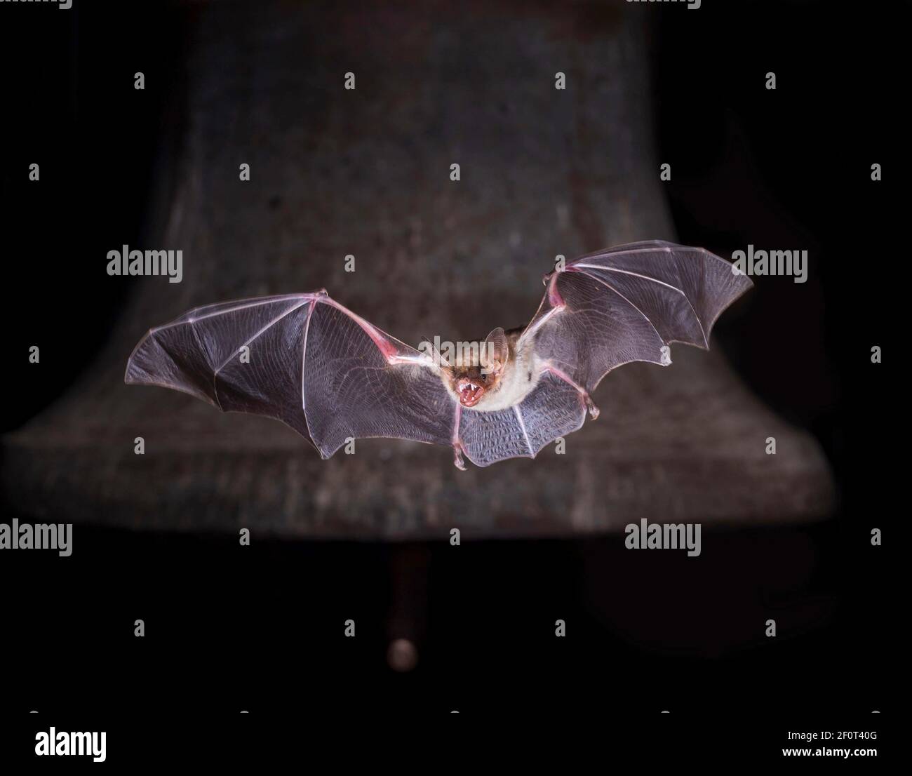 Greater mouse-eared bat (Myotis myotis), flying in front of church bell ...