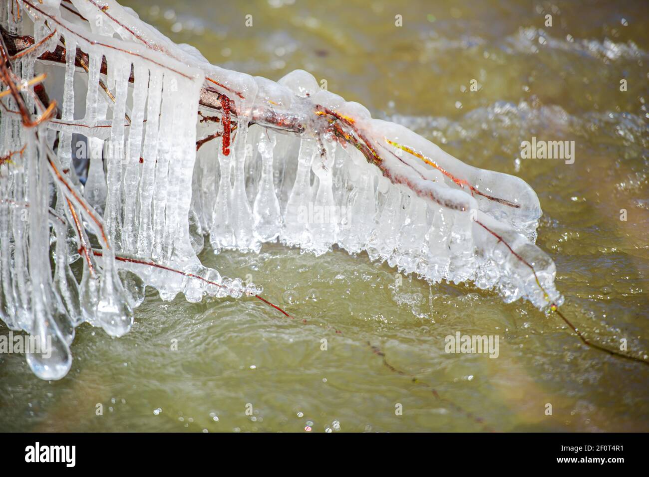 Frozen icicles on the branch of trees in the wild river in the winter ...