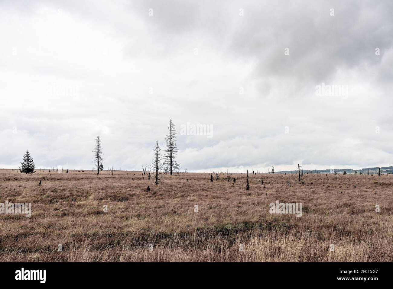 Landscape in the High Fens Nature Park in the Eifel, Belgium Stock ...